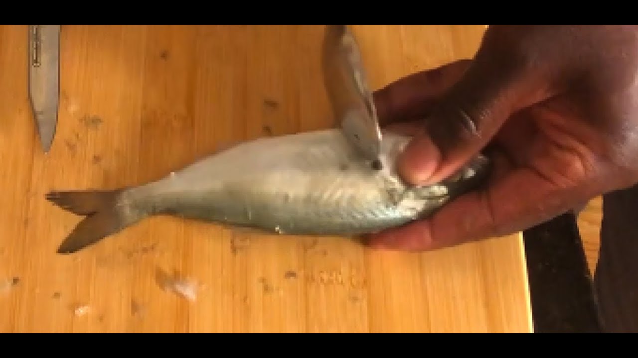 Baby Blue Fish for Dinner {Catch, clean, and cook} - YouTube