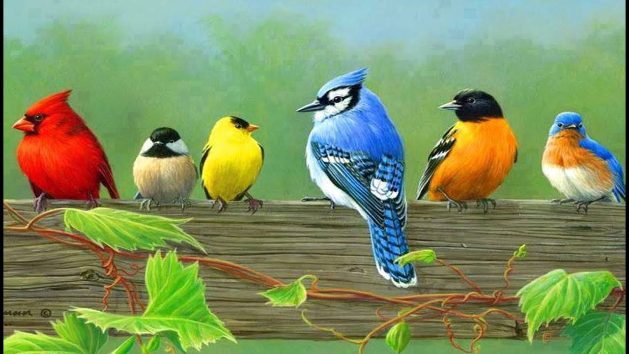 Most Beautiful Birds Living In Trees | Birds Nature ) Intresting Video ...