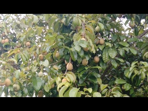 Eksplor Kebun Pala, sebagai penyemangat untuk calon petani pala - YouTube