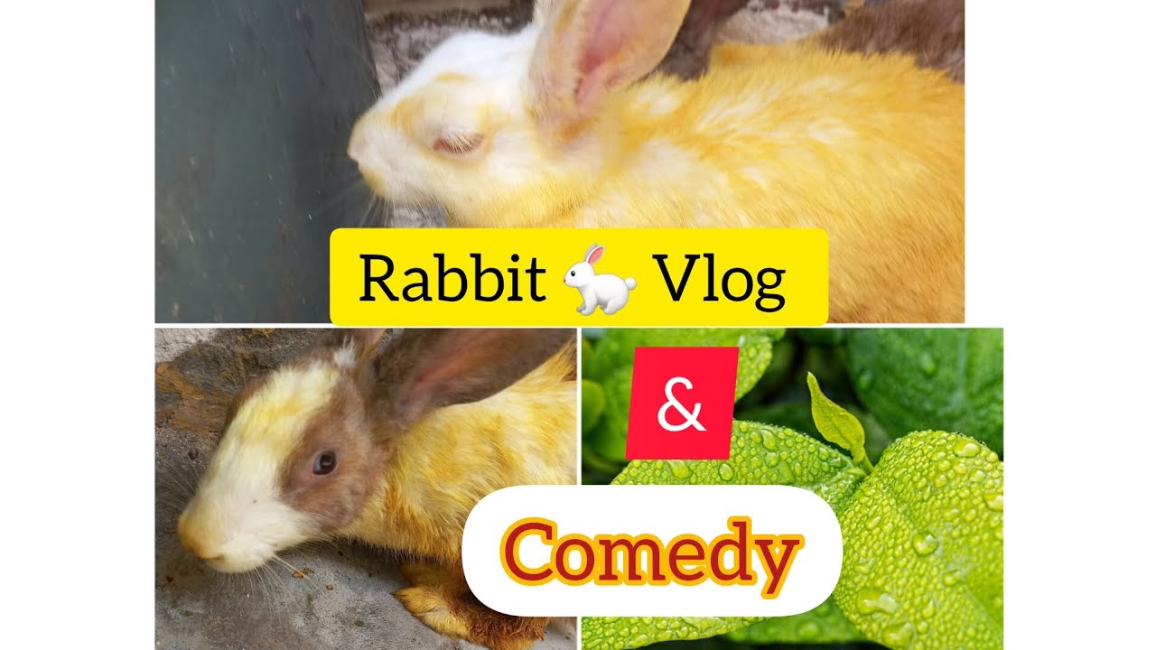 Rabbit vlog & Comedy #rabbit #comedy #rabbitlifestyle ...