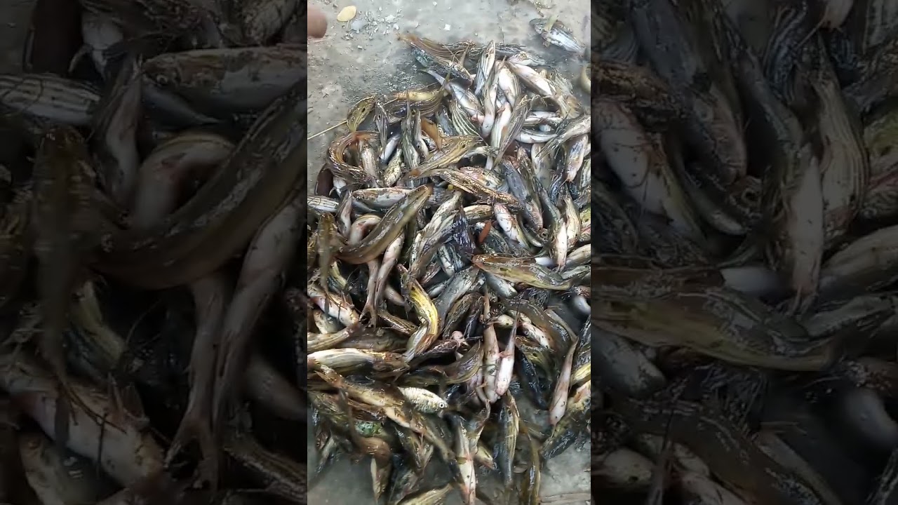 Desi tegna Fish machhali - YouTube