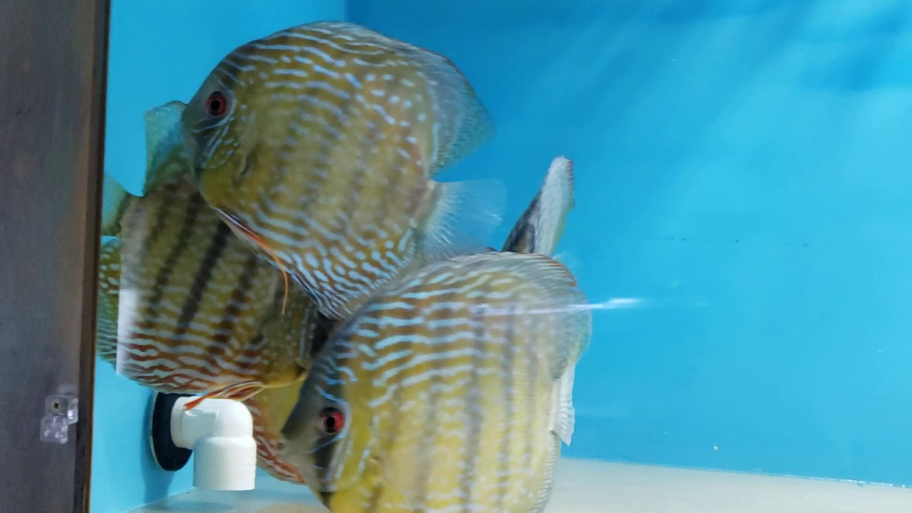 Wild discus fish at Discus America - YouTube