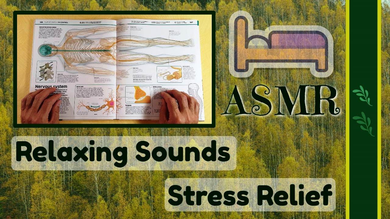 ASMR – Interesting lecture about the nervous system of the human body ...