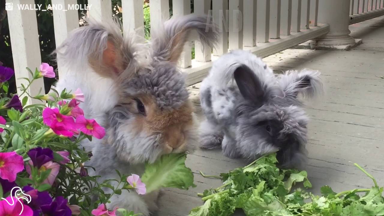 World's Cutest Rabbit Gets An Adorable New Girlfriend - YouTube