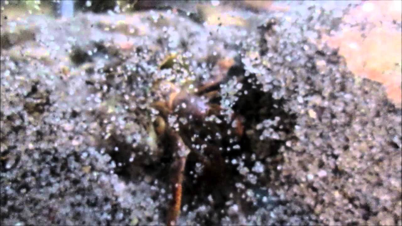Hermit Crab Digging - YouTube