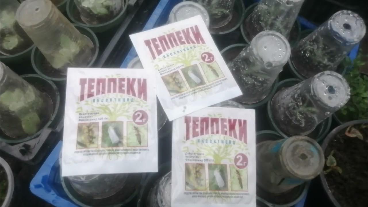 "Теппеки" от белокрылки: цена, дозировка и условия применения. - YouTube