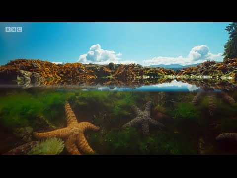 Blue Planet II: Episode 6- Coasts Review - YouTube