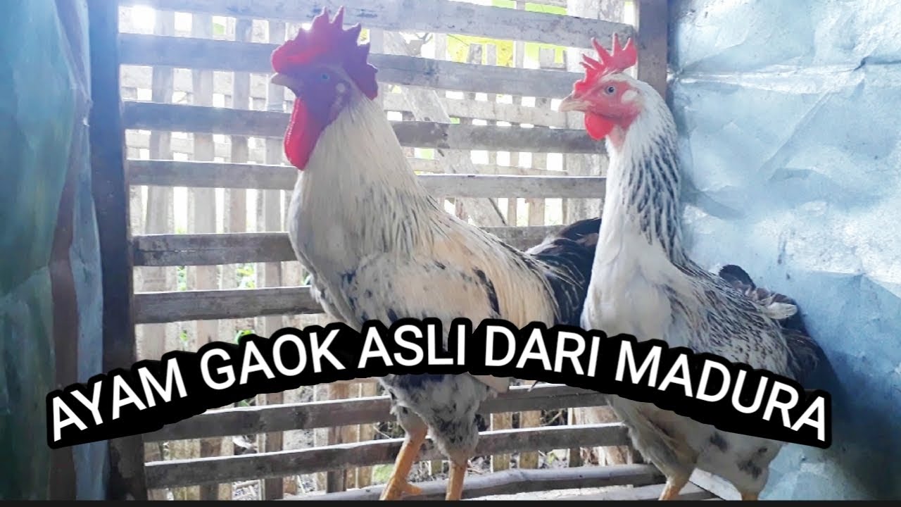 HARGA AYAM GAOK MADURA 1 PASANG - YouTube