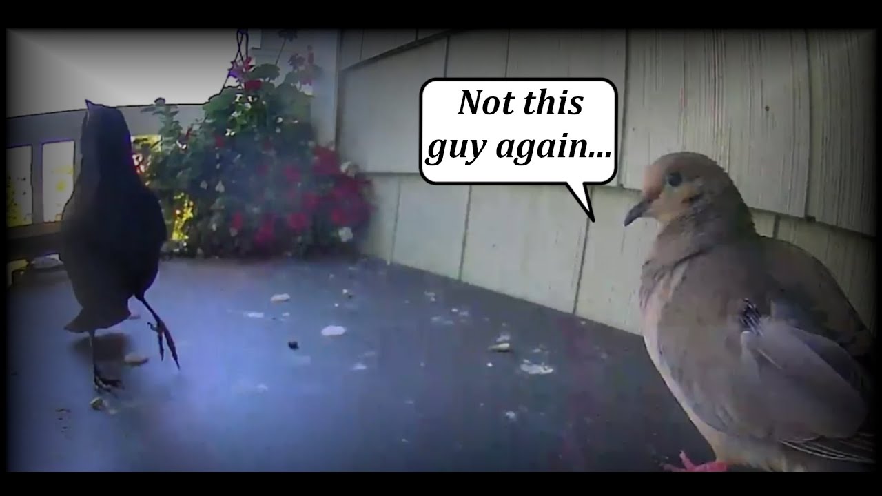 Birds Being Birds (Everyone's flocking in) at Birds of a Feather Inn ...