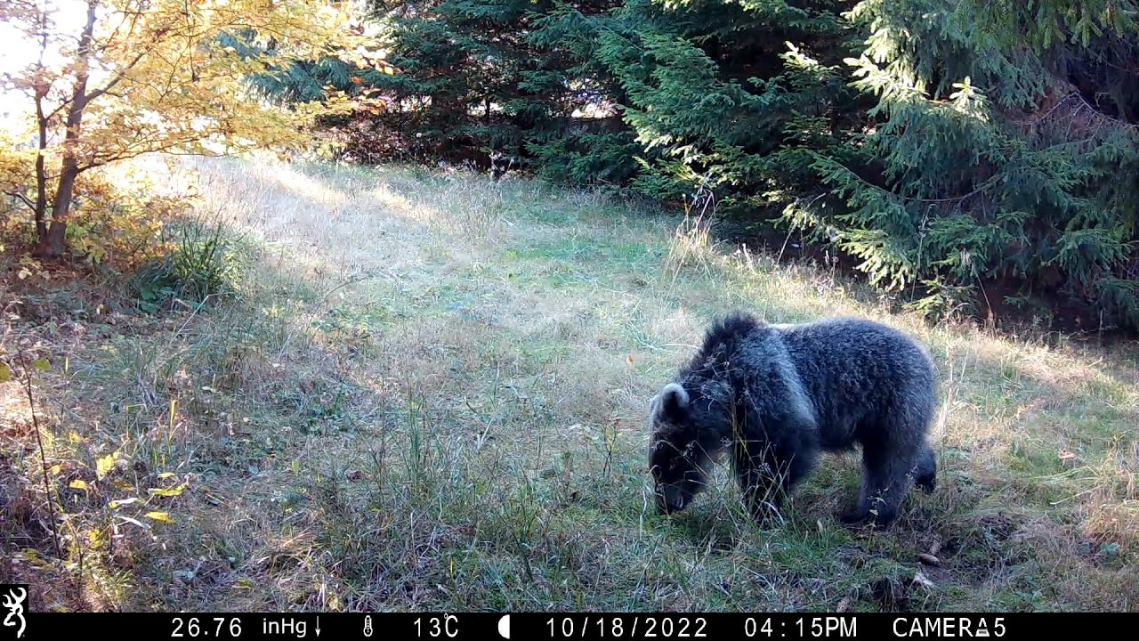 Moment of indecision for this European brown bear - YouTube