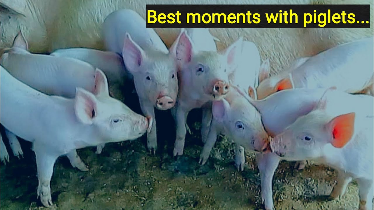 Most enjoyable moment with piglets🐖... MUST WATCH!!! #pigs #piglets # ...