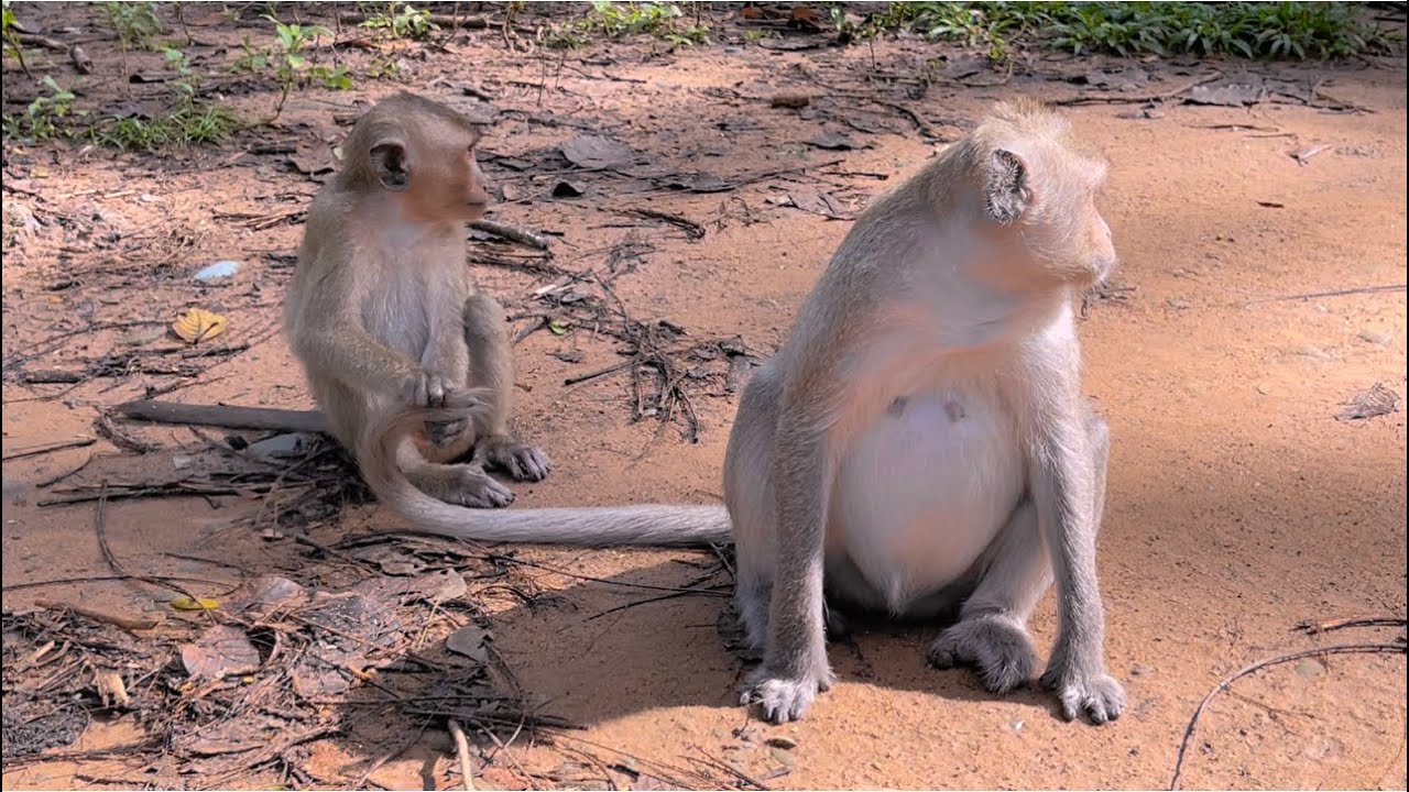 Documentary about monkeys living in Cambodia|Monkey Footage|Scene ...