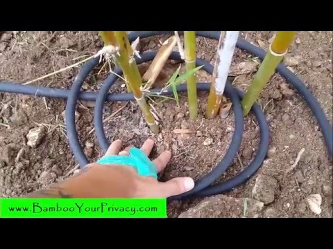 Bamboo Your Privacy ~ DIY Soaker Hose Irrigation - YouTube