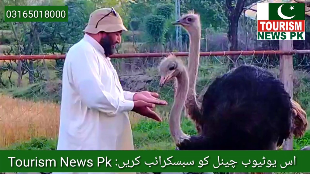 Samahni Main Shutar Murgh - YouTube