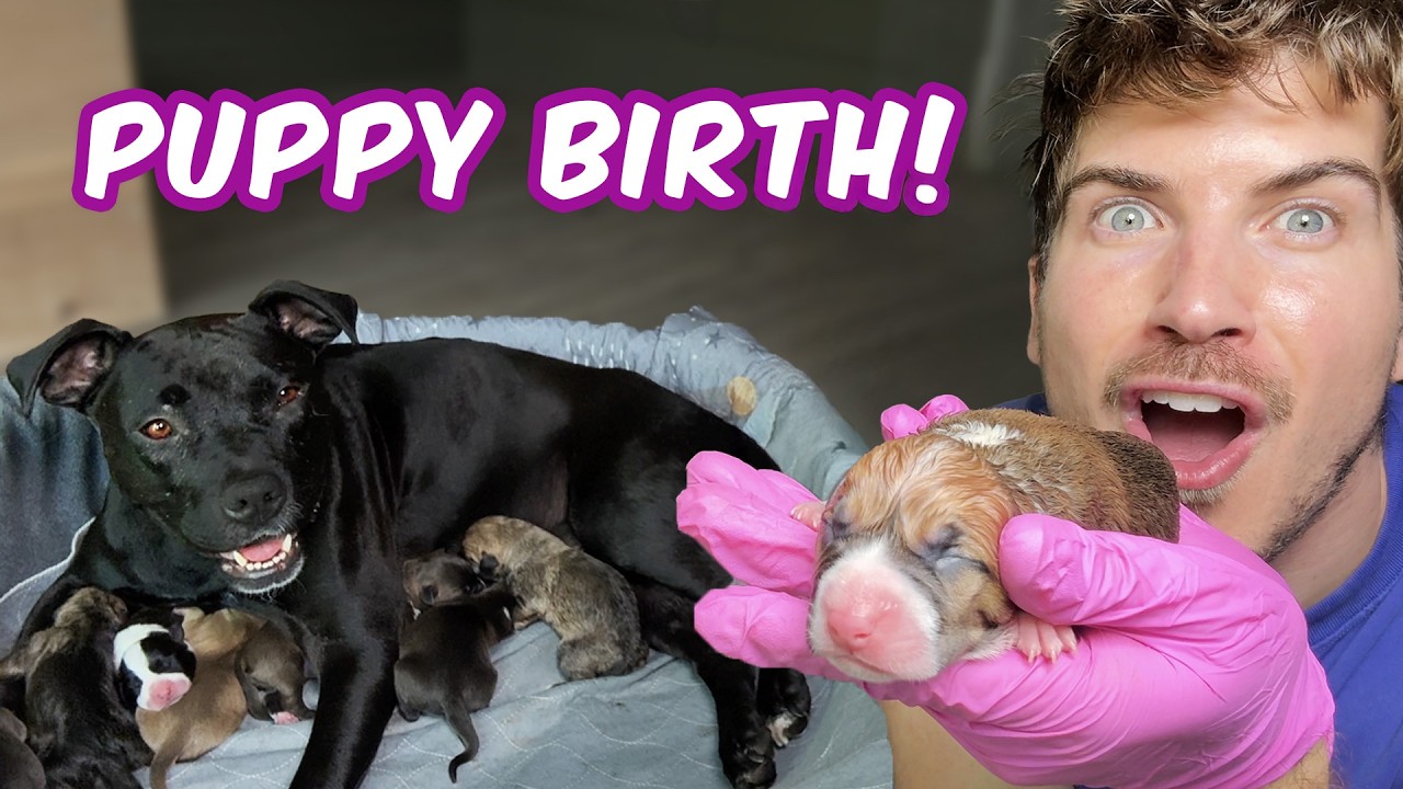 My Dog Gave Birth and You Won’t Believe How Many Puppies! - YouTube