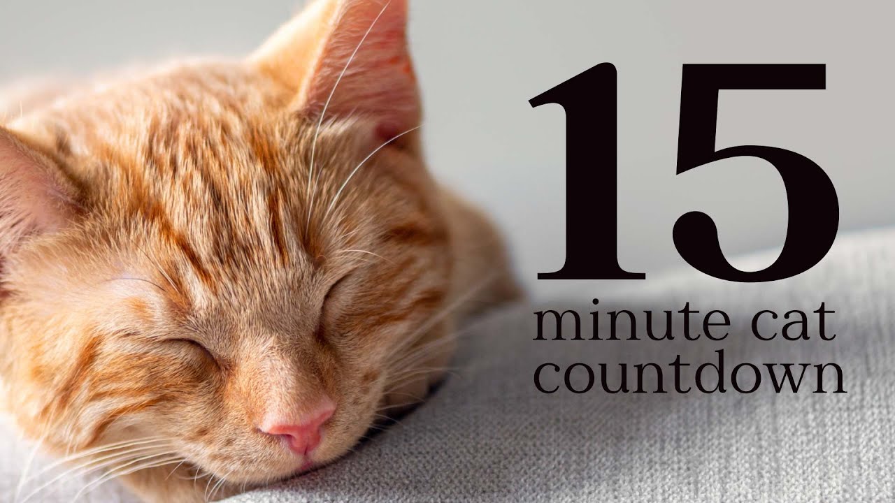 15 Minute Cat Countdown Timer - YouTube
