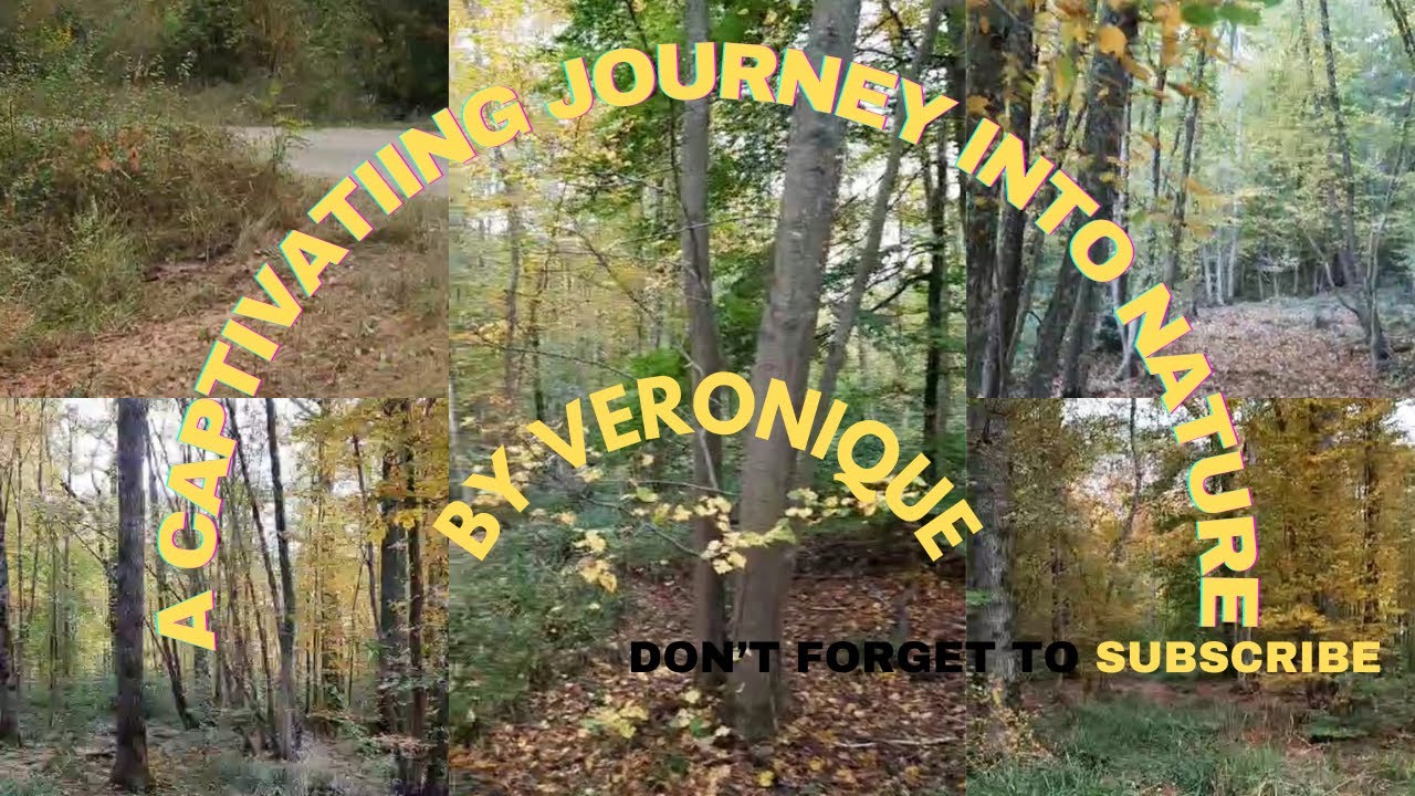 #711 A CAPTIVATING JOURNEY INTO NATURE 🚶‍♀️‍ ️🚶‍♀️🪵🍄‍🟫 #walkwithnature ...