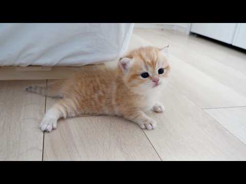 Cute little kitten that keeps slipping and can't seem to move forward...