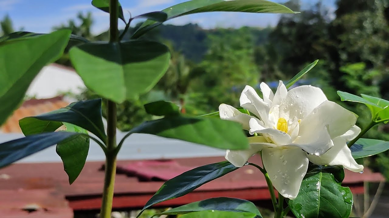 Rosal - buds and flowers surprise - YouTube