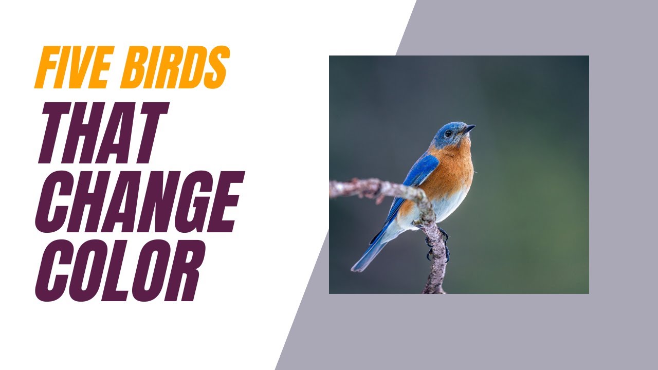 TOP 5 BIRDS THAT CHANGE COLOR - YouTube