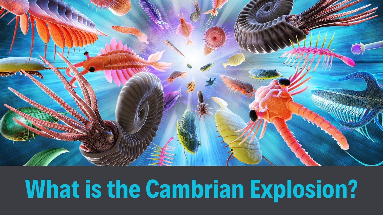 What is the Cambrian Explosion? - YouTube