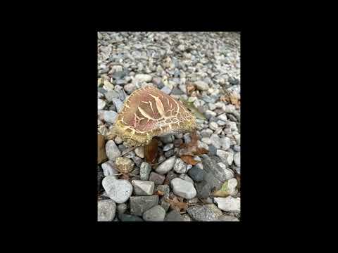 D'une prison 2013 Live