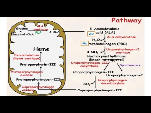 Introduction to Haemoglobin Synthesis, Structure and Function - YouTube