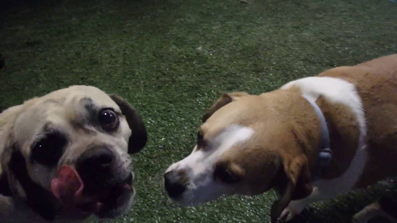 07/05/16 Small Dog Play :) - YouTube