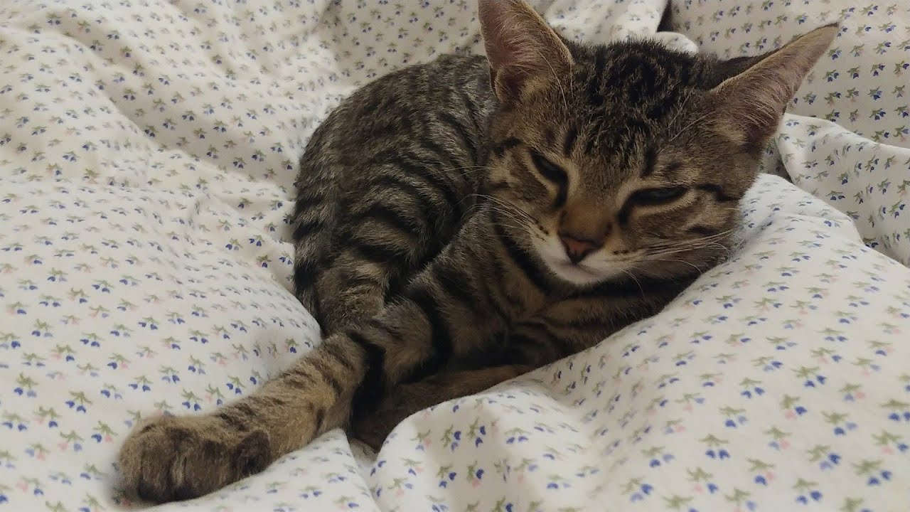 How to start V8 Couch Tiger - YouTube