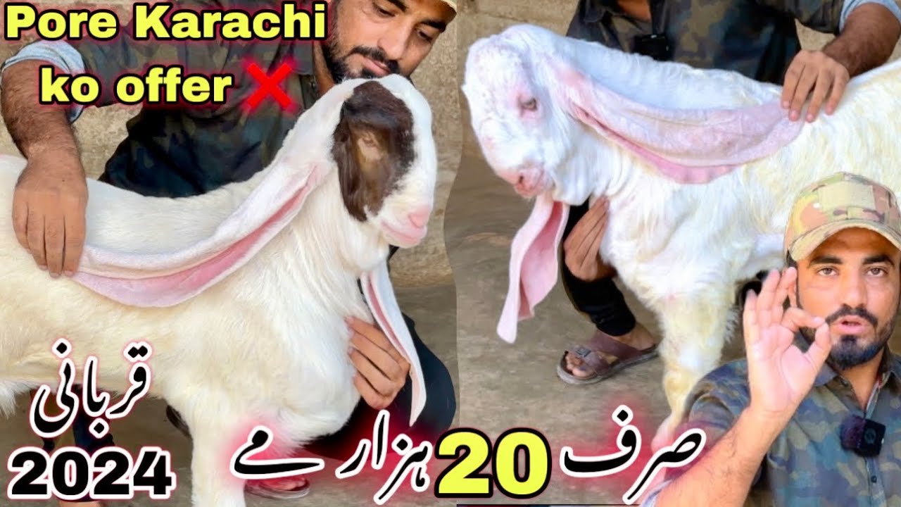 Wali Kareem Goat Farm Ne Aise Offer Da Di Jo Kese Na Nahe Di 😱 ...
