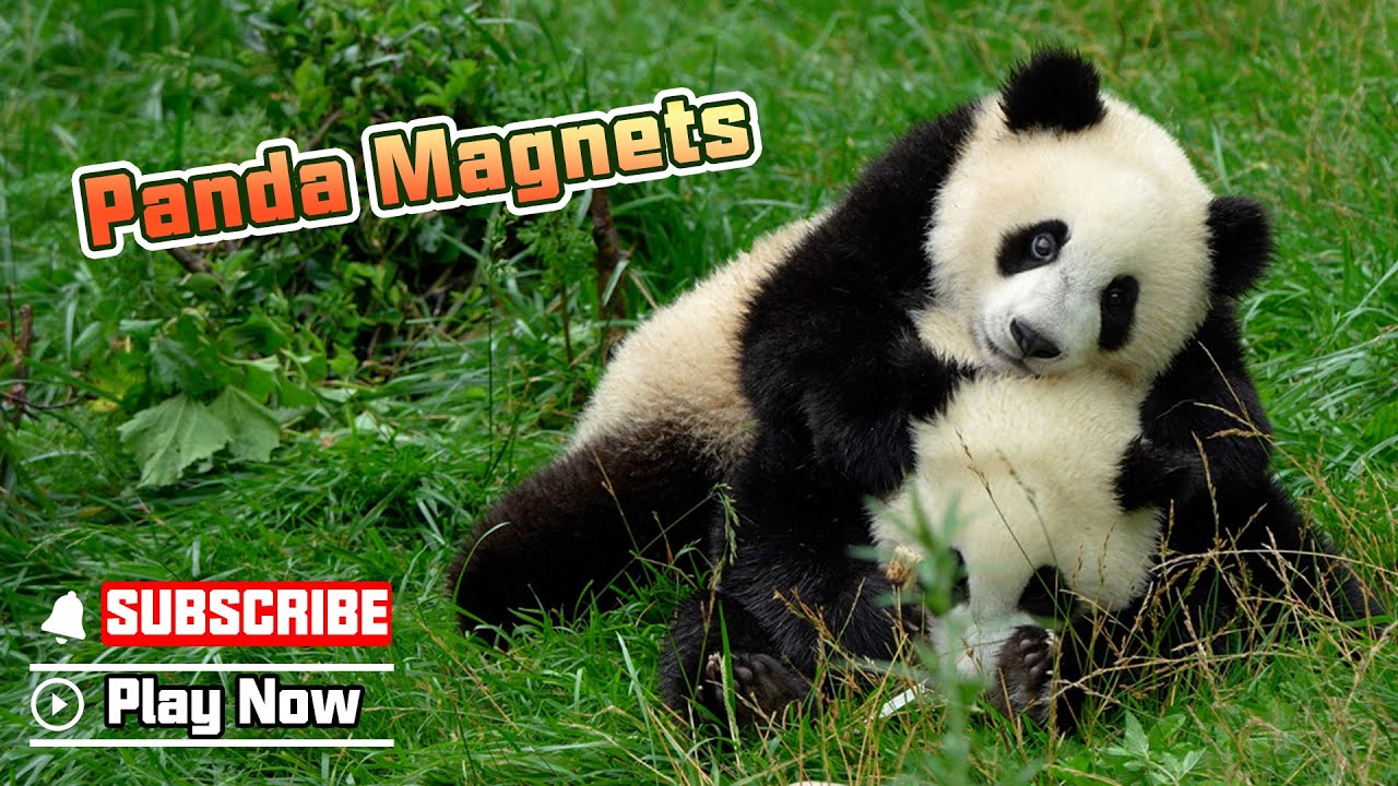 【Panda Billboard】Episode 309 Cuteness Overloaded When Baby Pandas Cuddle Together | iPanda - YouTube