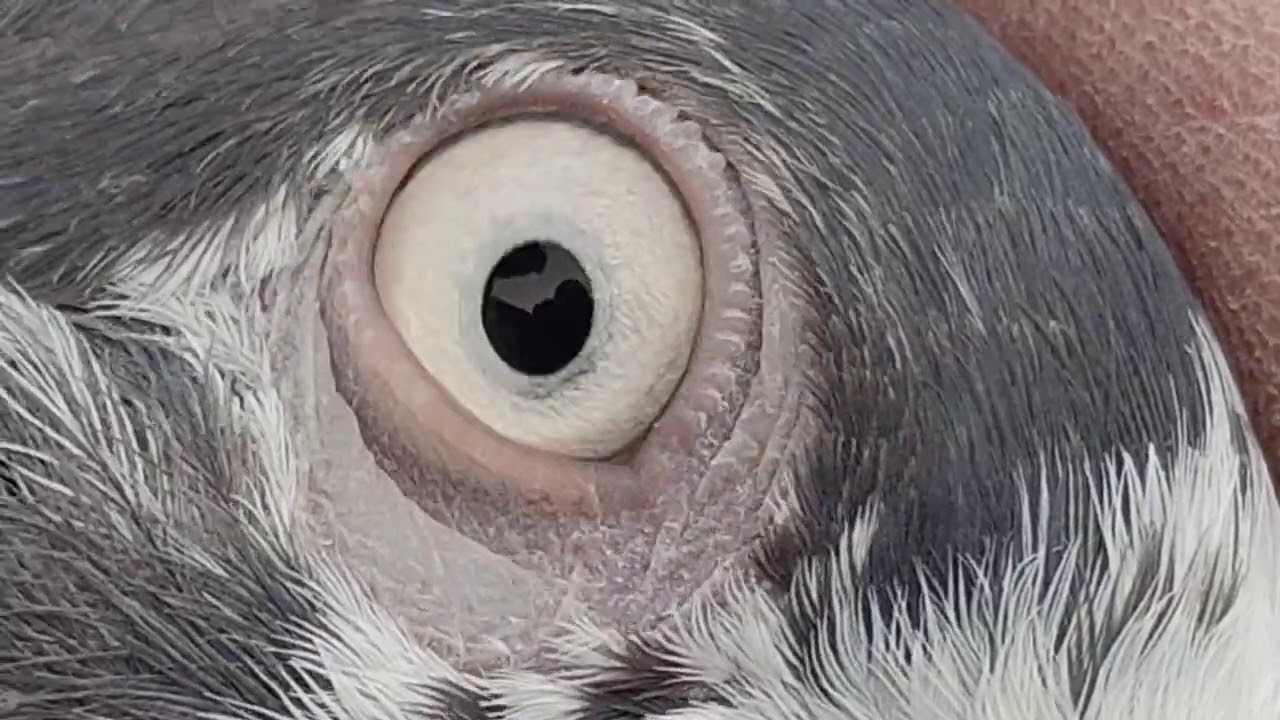 Beautiful Eyes of Some Birds - YouTube