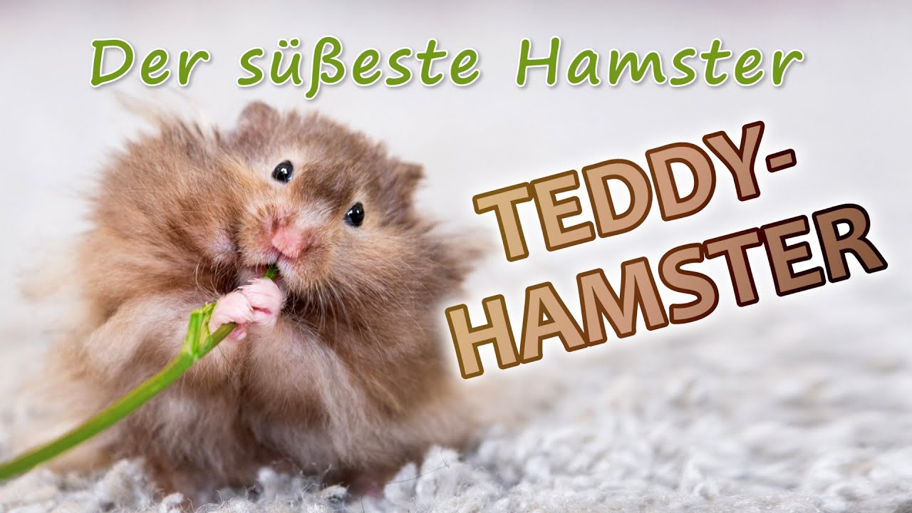 Teddyhamster Pflegeguide: Tipps für langes Fell | Expertenrat für ...