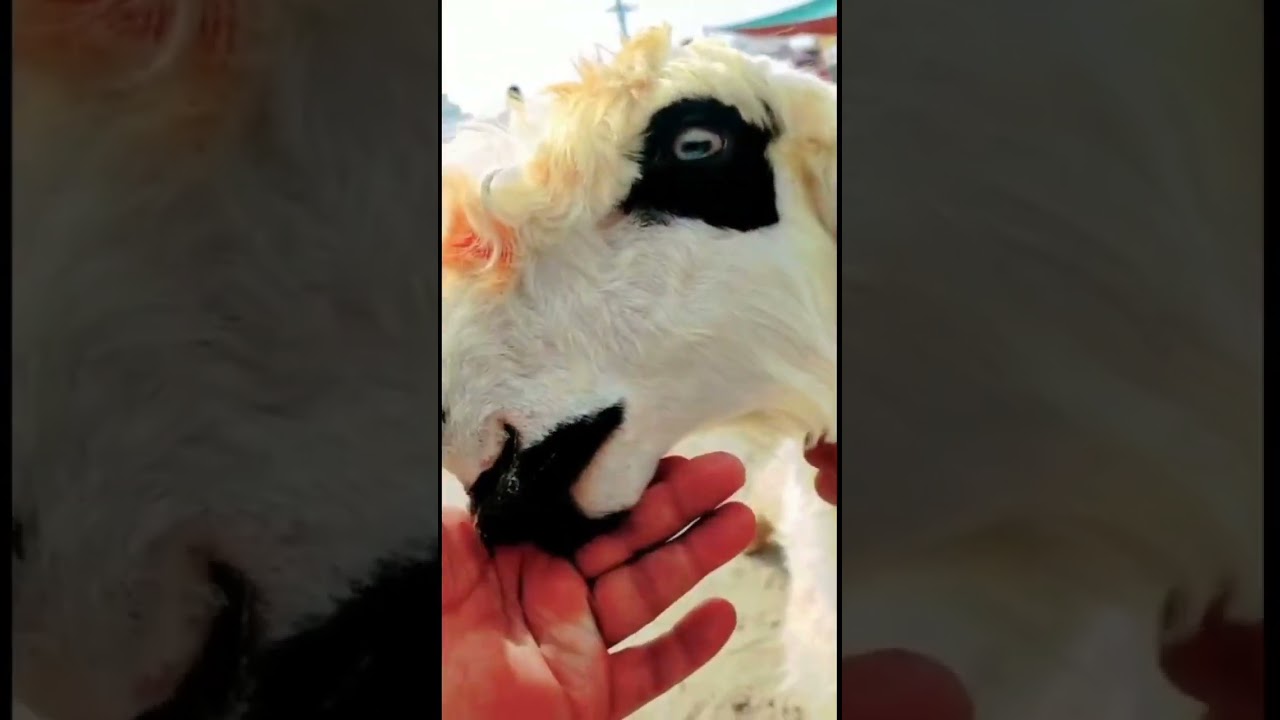 How to best sheep's in Talagang Pakistan|Dumba mandi|Goat Farming|Bakra ...