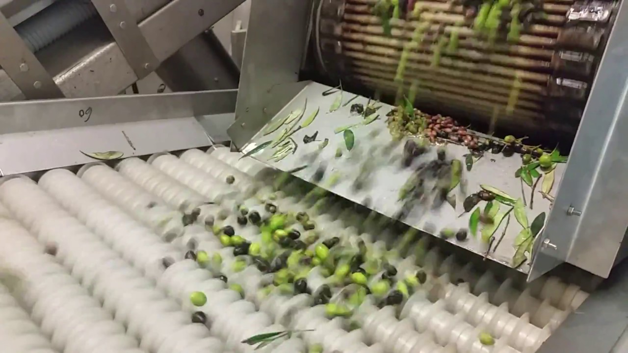 SELEZIONE MECCANICA OLIVE - OLIVES SORTING SYSTEM - YouTube