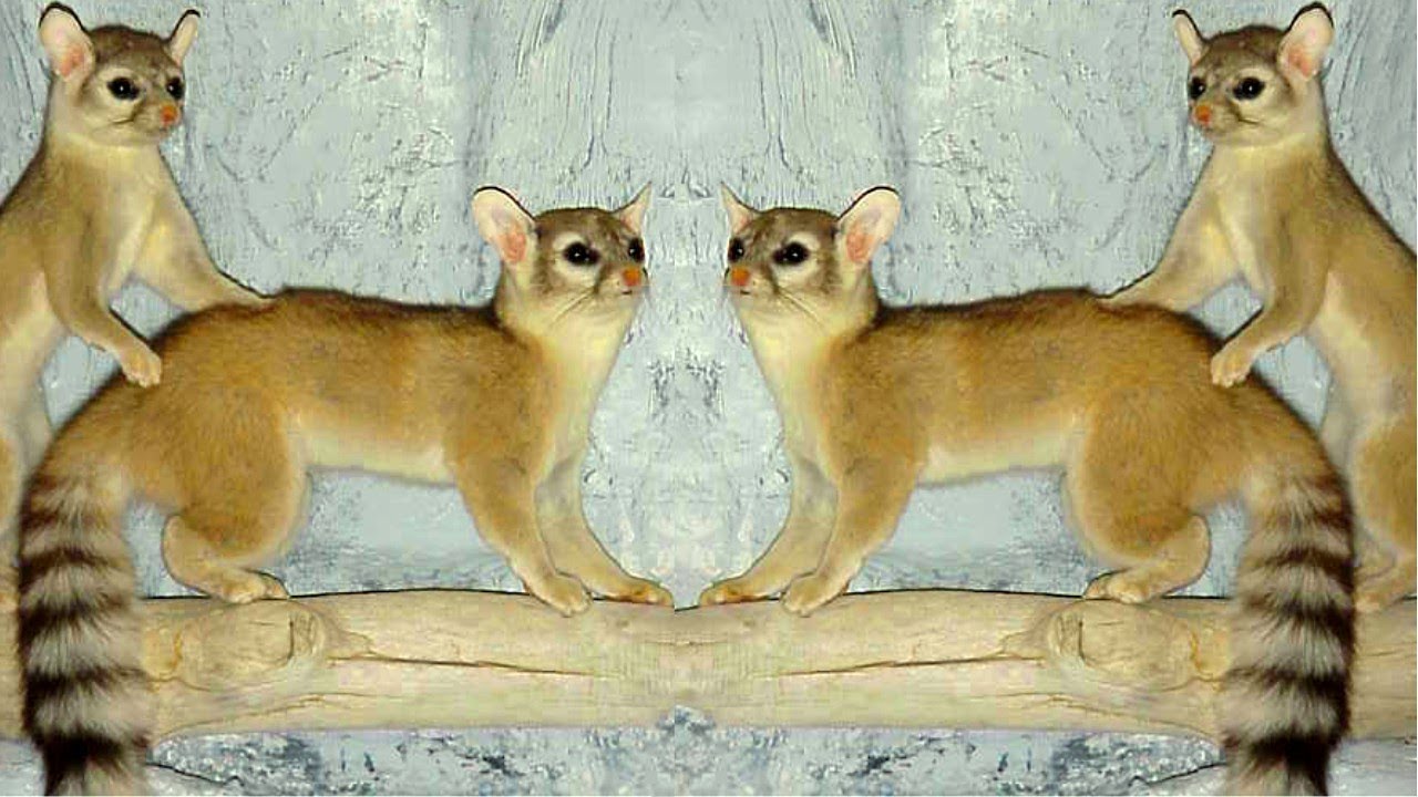 Ringtail Cat (miner's cat): Small carnivorous of North America - YouTube
