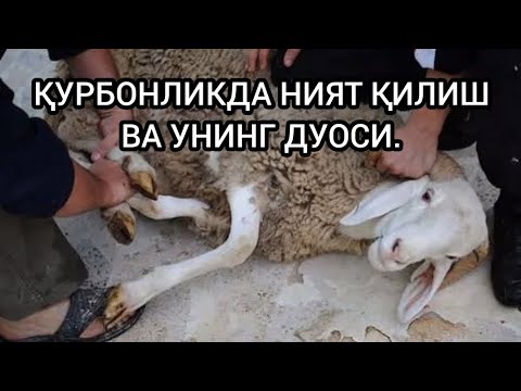 ҚУРБОНЛИКДА НИЯТ ҚИЛИШ ВА УНИНГ ДУОСИ.