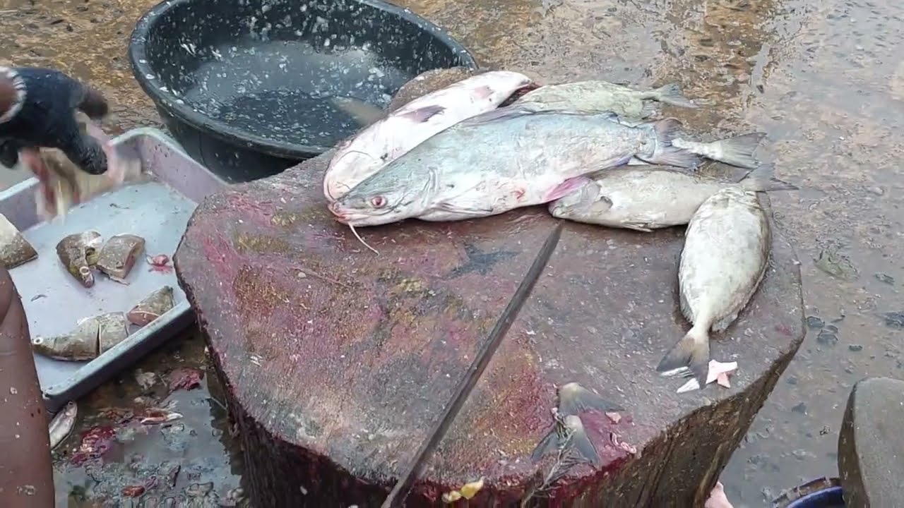 Fresh keluthi meen cutting || cat fish cutting - YouTube