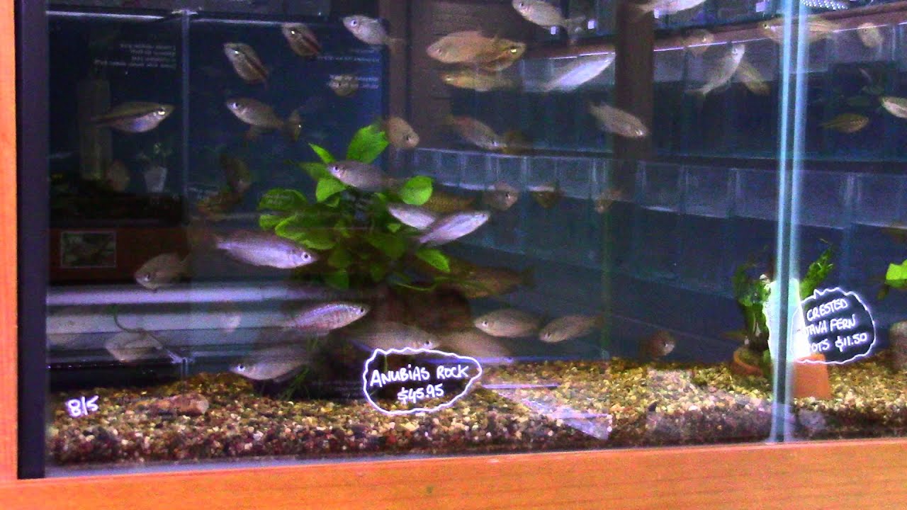 Australian Native Rainbow Fish - YouTube