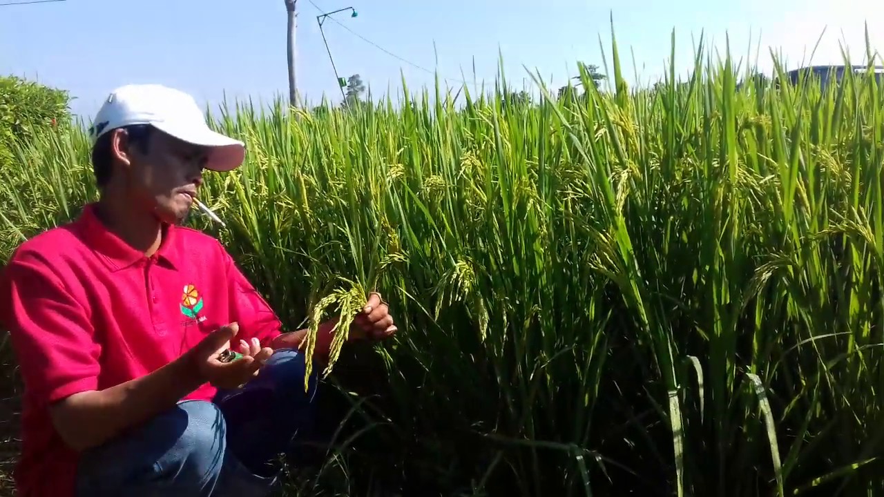 JENIS PADI VARIETAS BARU || PADI PRODUKSI TINGGI II PADI TAHAN PENYAKIT ...