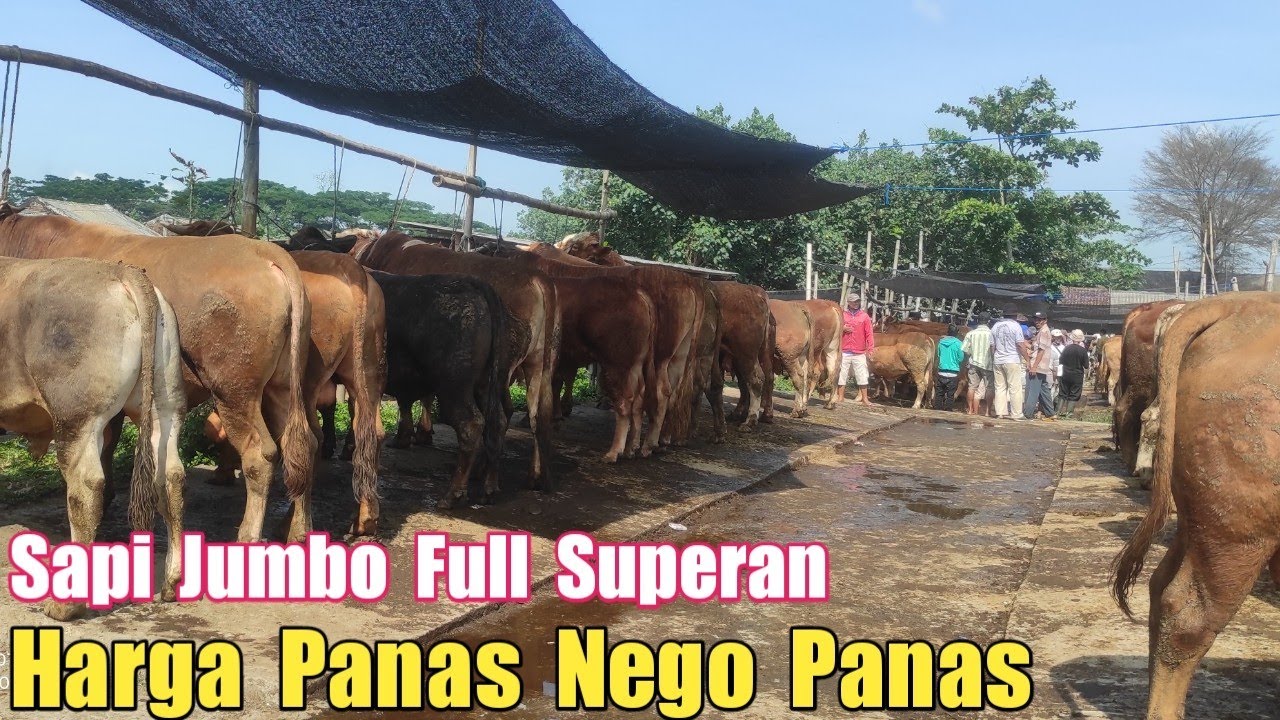 Sapi Jumbo Full Superan Harga Panas Nego Panas‼️ Pasar Sapi Gondanglegi ...