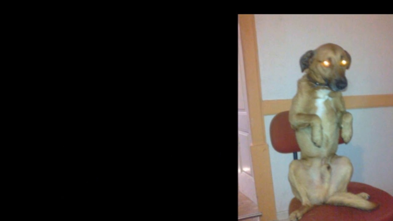 The hypnotizing dog : Hypnendo - YouTube