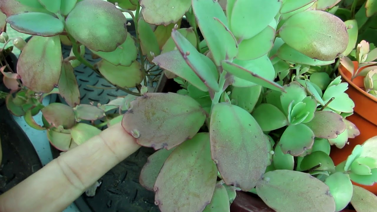 My Kalanchoe marnieriana Succulent Plant in Bloom & with baby Plantlets ...