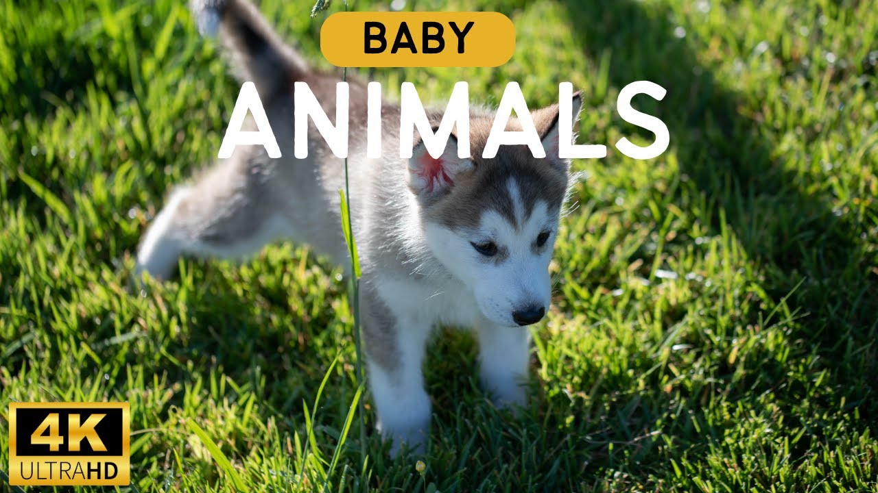 Captivating Animal Babies in 4K | Explore the Beauty of Wildlife on ...