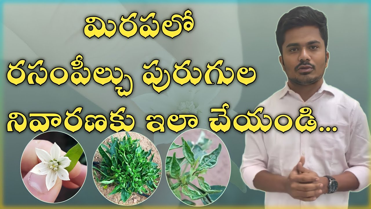 IPM Practice To Control Chilli Thrips and Black Thrips | మిరప లో రసం పీల్చు పురుగుల నివారణ - YouTube