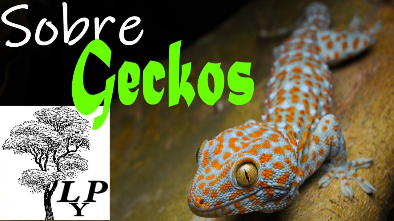 Que son los GECKOS !! LAGARTIJAS !! Hablemos Sobre Ellos || Lizards ...