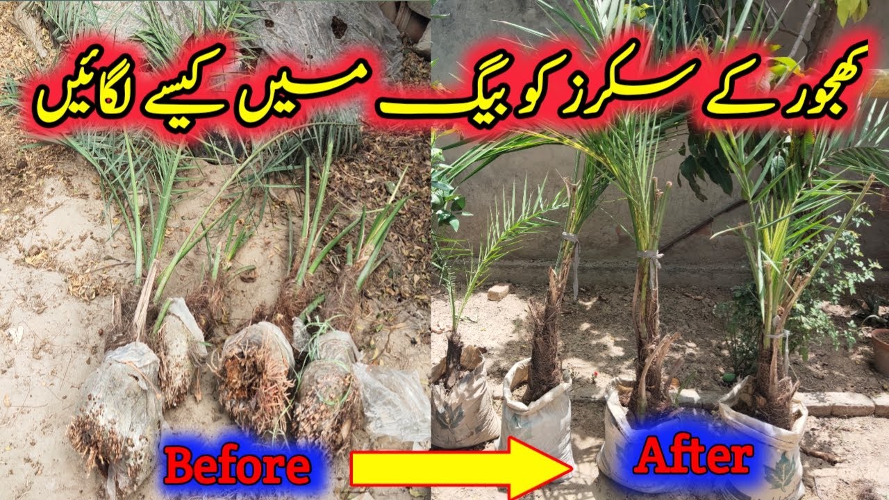 How to planting Dates Palm Suckers in Bags? Airlayered suckers planting ...