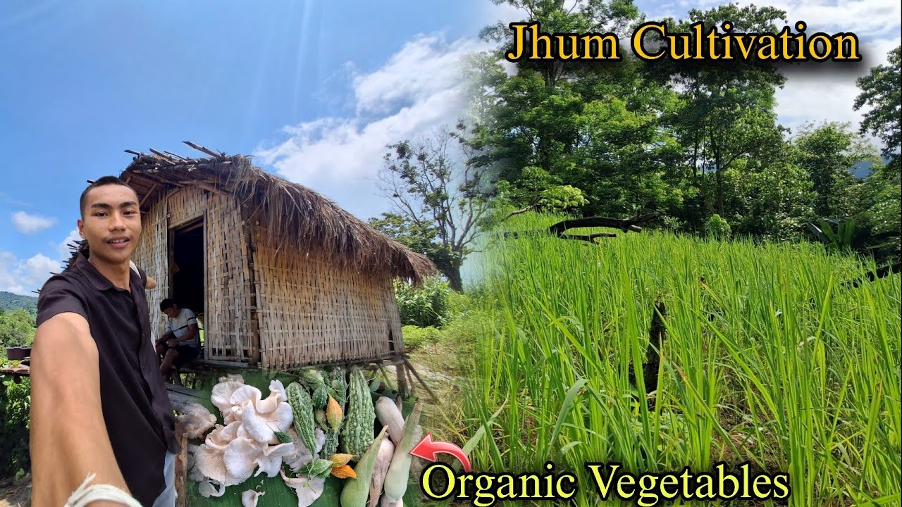 Mizoram Jhum Cultivation 😮‍💨 | Organic Vegetables In Jhum | Mizoram Lifestyle Vlogs - YouTube