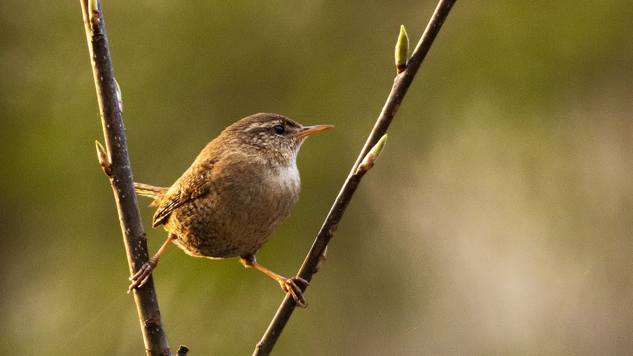 Eurasian wren singing - YouTube