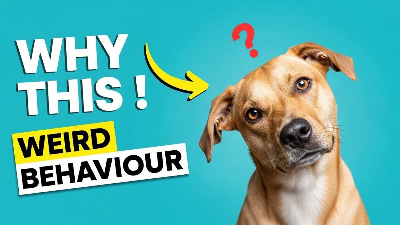 Why Dogs Do Weird Things? | Dog Behavior Explained - YouTube